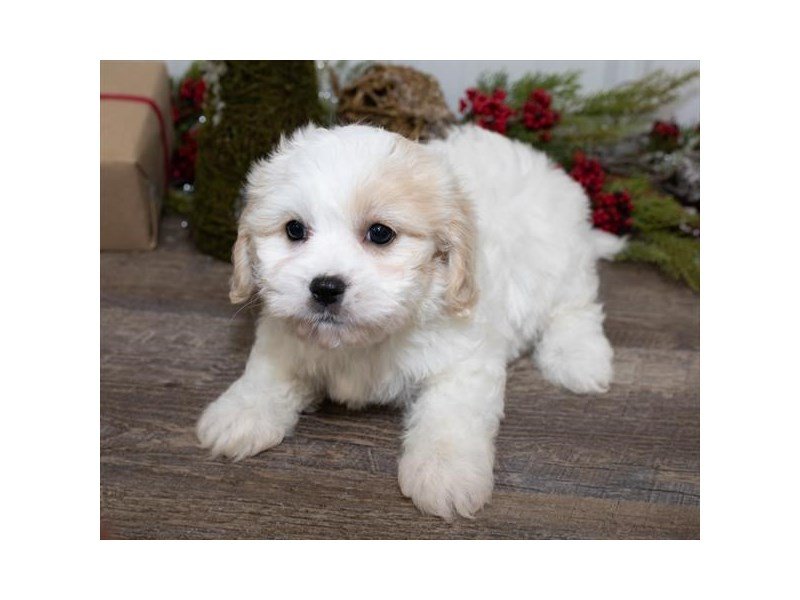 Cavachon Puppy Cream ID:3955 Located at Petland Mall of Georgia