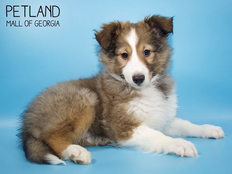 Shetland Sheepdog Puppy Sable / White ID:3953 Located at Petland Mall ...