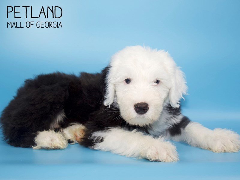 Old English Sheepdog - Breed Info - Petland Mall of Georgia