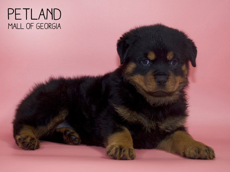 Rottweiler Puppy Black / Rust ID:4009 Located at Petland Mall of Georgia