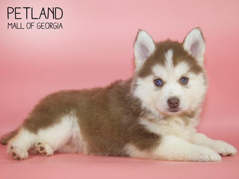 Pomsky Puppy Red / White ID:4283 Located at Petland Mall of Georgia