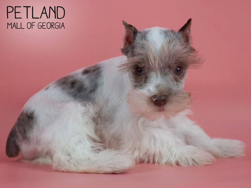 Miniature Schnauzer Puppy LIVER MERLE ID:4351 Located at Petland Mall ...