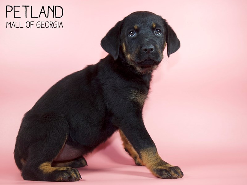 Rottweiler Puppy Black / Rust ID:4456 Located at Petland Mall of Georgia