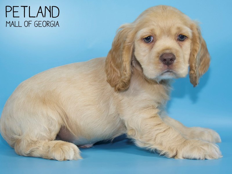 Cocker Spaniel Puppy BUFF ID:4511 Located at Petland Mall of Georgia