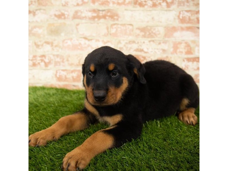 Rottweiler Puppy Black / Rust ID:4563 Located at Petland Mall of Georgia