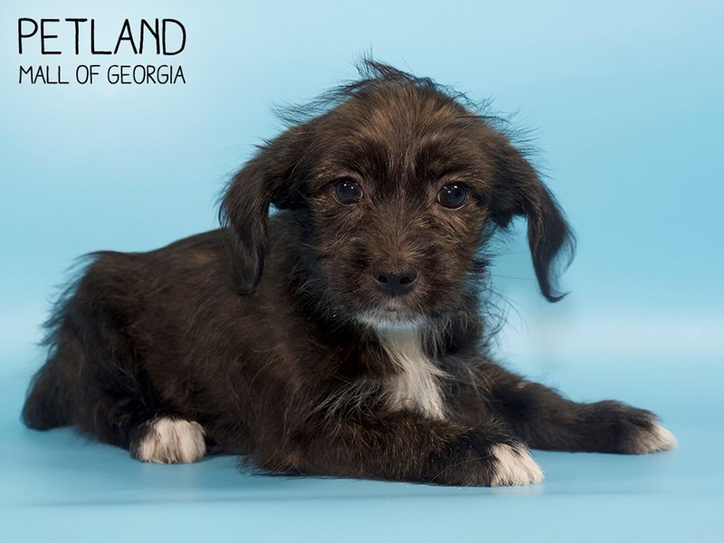 Schnoodle Puppy Black and Brown ID:4610 Located at Petland Mall of Georgia