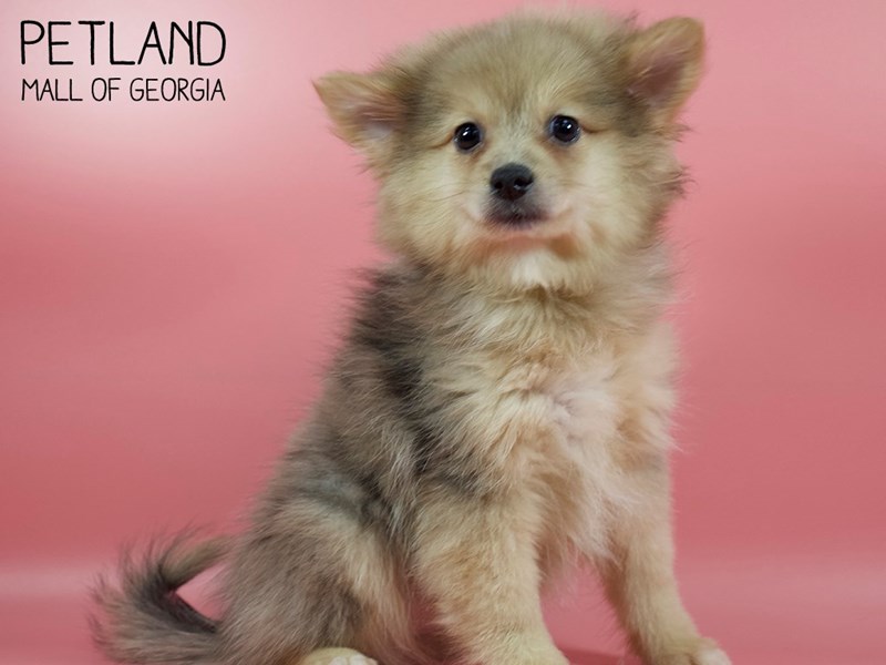 Pomsky Puppy Sable ID:4585 Located at Petland Mall of Georgia