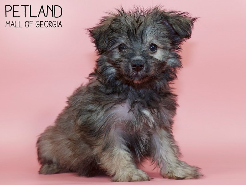 Pomapoo Puppy Sable ID:4651 Located at Petland Mall of Georgia