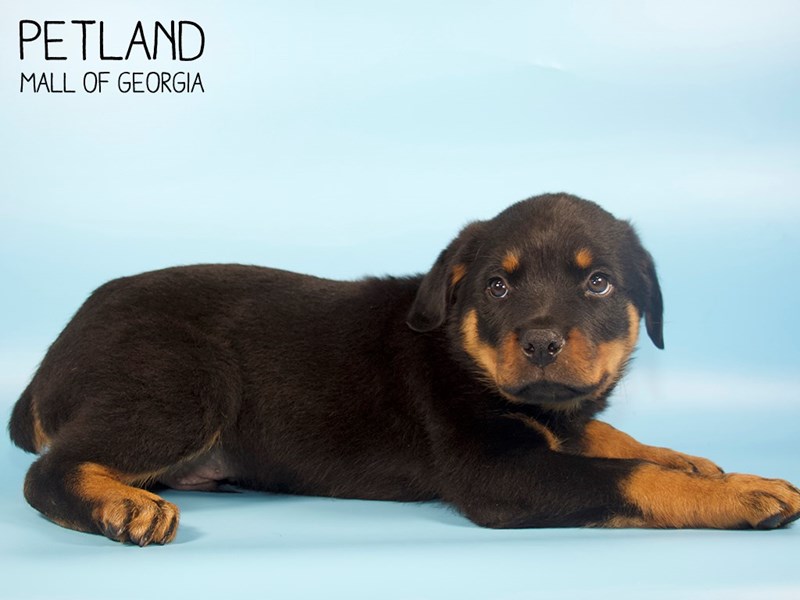 Rottweiler Puppy Black / Rust ID:4683 Located at Petland Mall of Georgia