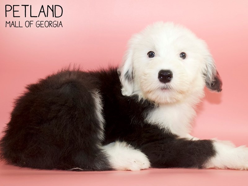 Old English Sheepdog - Breed Info - Petland Mall of Georgia