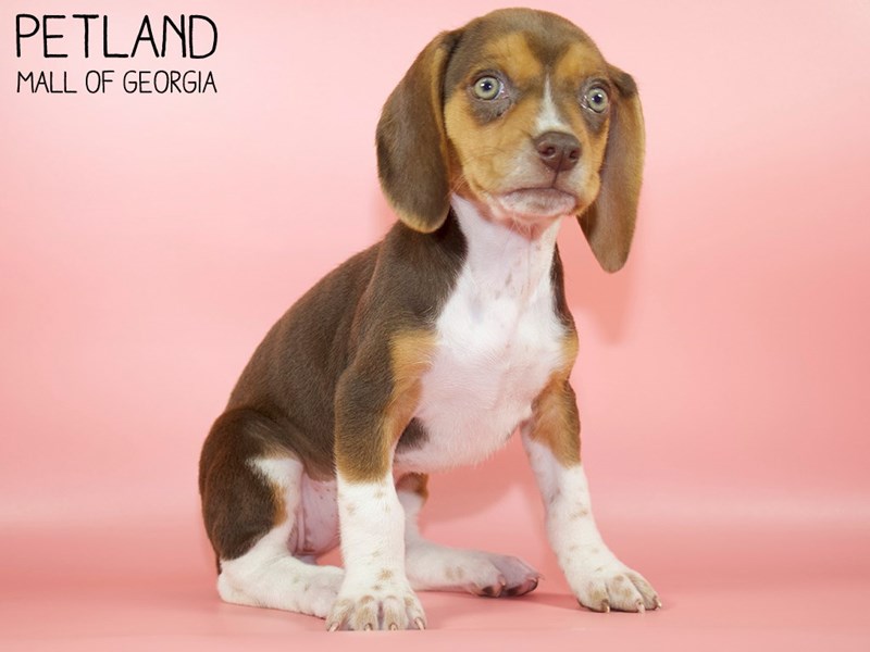 Beagle Puppy Black White / Tan ID:5511 Located at Petland Mall of Georgia