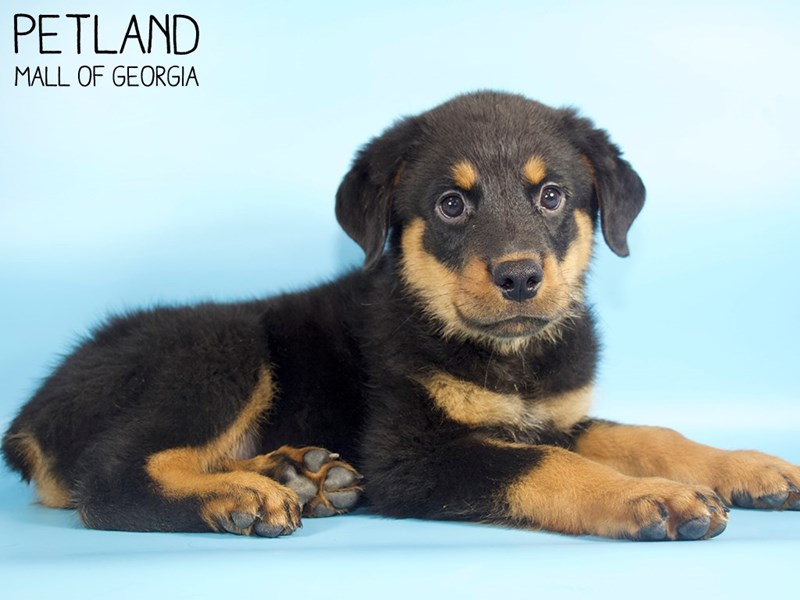 Rottweiler Puppy Black / Rust ID:4912 Located at Petland Mall of Georgia