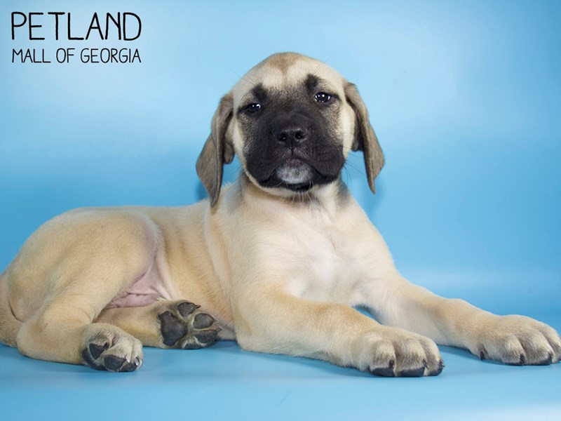 English Mastiff Puppy Fawn ID:4907 Located at Petland Mall of Georgia