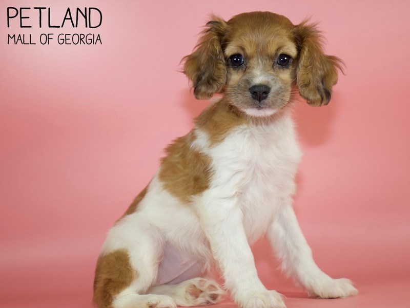 Cavapoo Puppy BLENHEIM ID:4935 Located at Petland Mall of Georgia