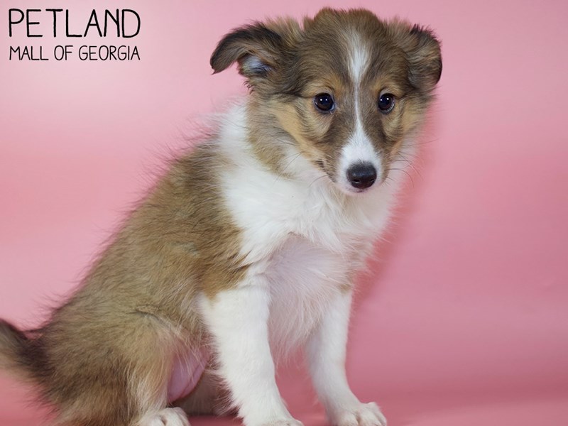 Shetland Sheepdog Puppy Sable White ID:4992 Located at Petland Mall of ...