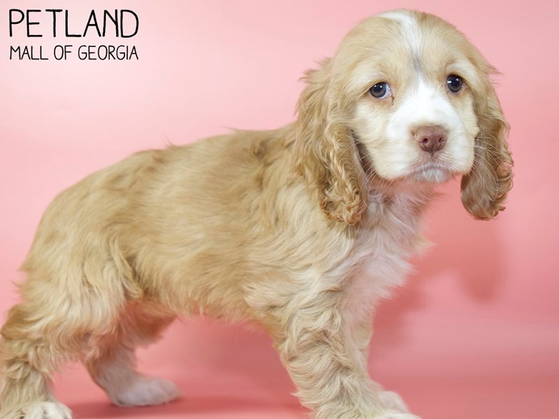 Cocker Spaniel Puppy BUFF WHITE ID:5064 Located at Petland Mall of Georgia