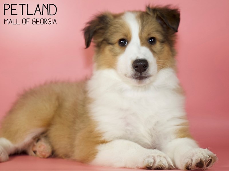 Shetland Sheepdog Puppy Sable / White ID:5106 Located at Petland Mall ...