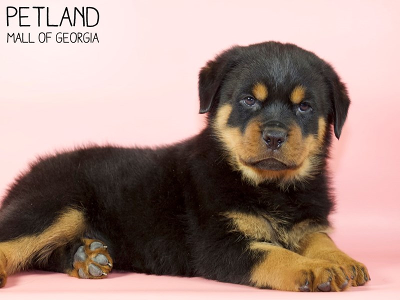 Rottweiler Puppy Black / Rust ID:5095 Located at Petland Mall of Georgia