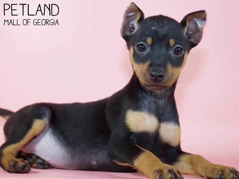 Miniature Pinscher Puppy Black / Rust ID:5317 Located at Petland Mall ...