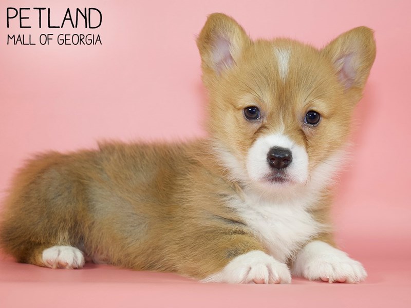 Pembroke Welsh Corgi Puppy Red Sesame ID:5354 Located at Petland Mall ...