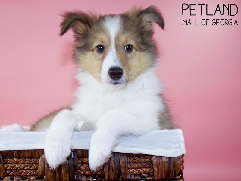 Shetland Sheepdog Puppy Sable / White ID:5552 Located at Petland Mall ...