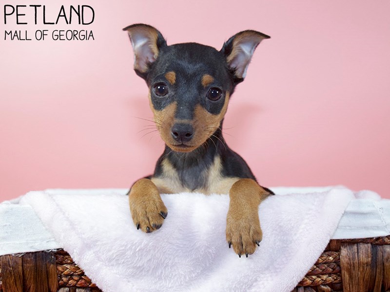 Miniature Pinscher Puppy Black / Rust ID:5638 Located at Petland Mall ...
