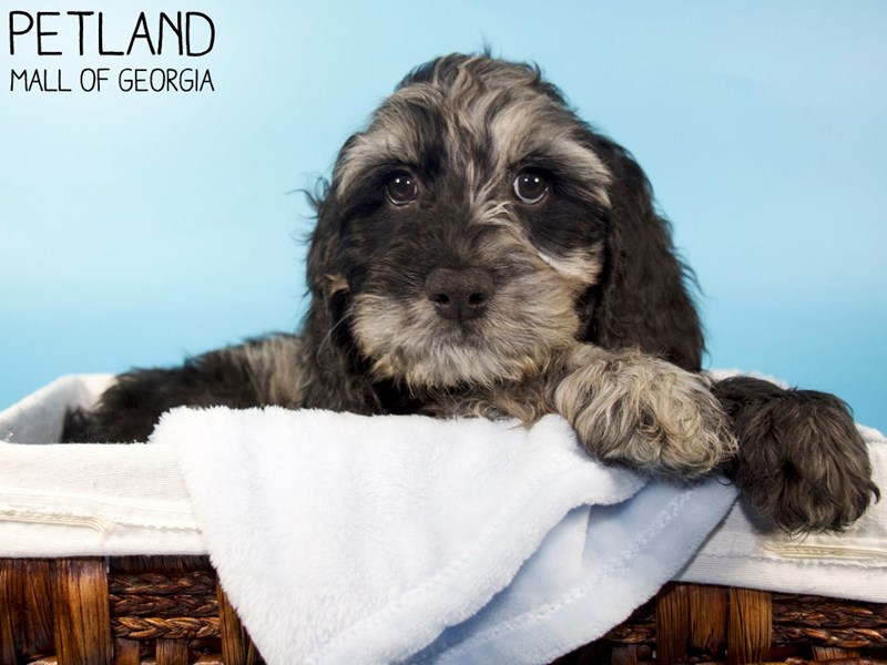Cockapoo Puppy Blue Merle ID:5630 Located at Petland Mall of Georgia