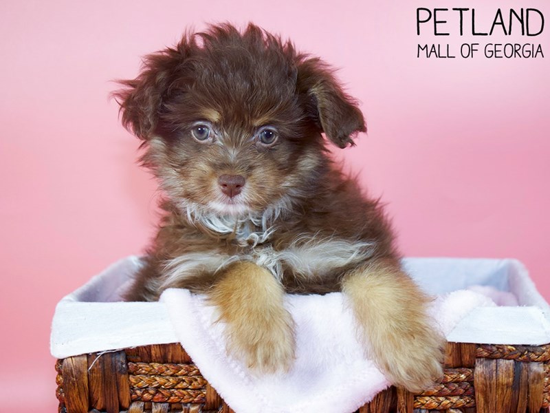 Pomapoo Puppy Chocolate / Tan ID:5752 Located at Petland Mall of Georgia