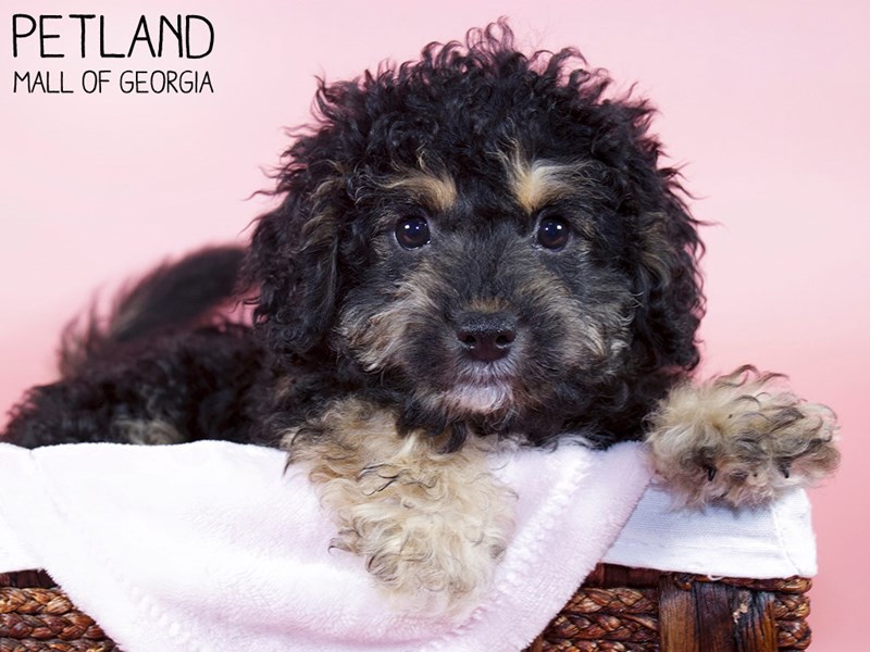 Cavapoo-DOG-Female-Black / Tan-3162489-Petland Mall of Georgia