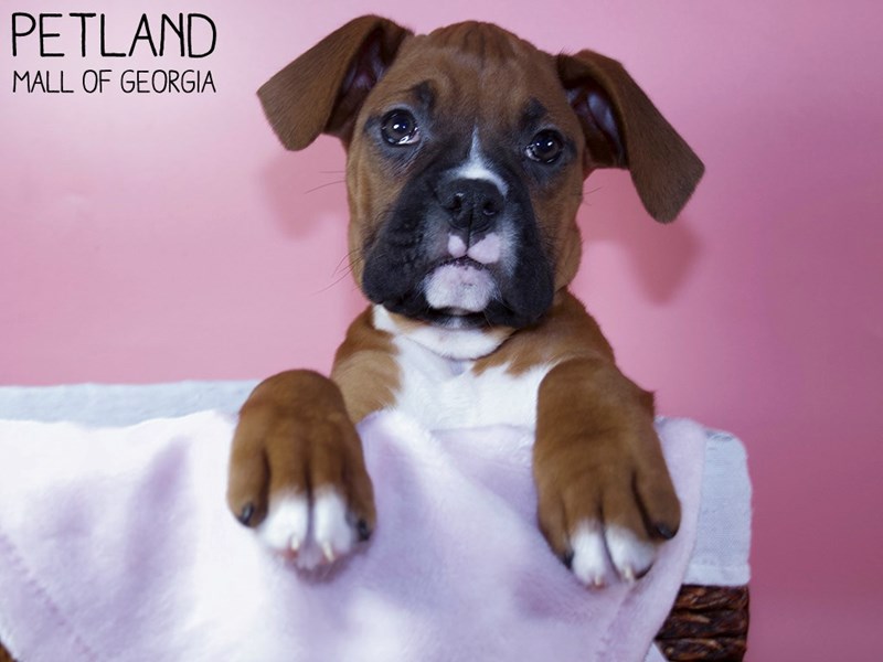 Boxer Puppy Mahogany ID:5833 Located at Petland Mall of Georgia