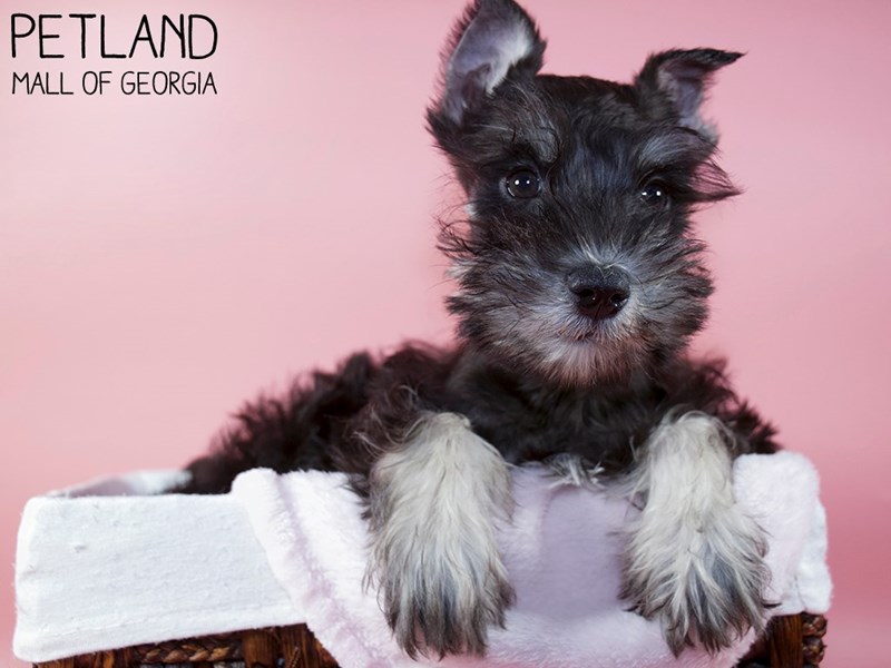 Miniature Schnauzer Puppy Salt / Pepper ID:5763 Located at Petland Mall ...