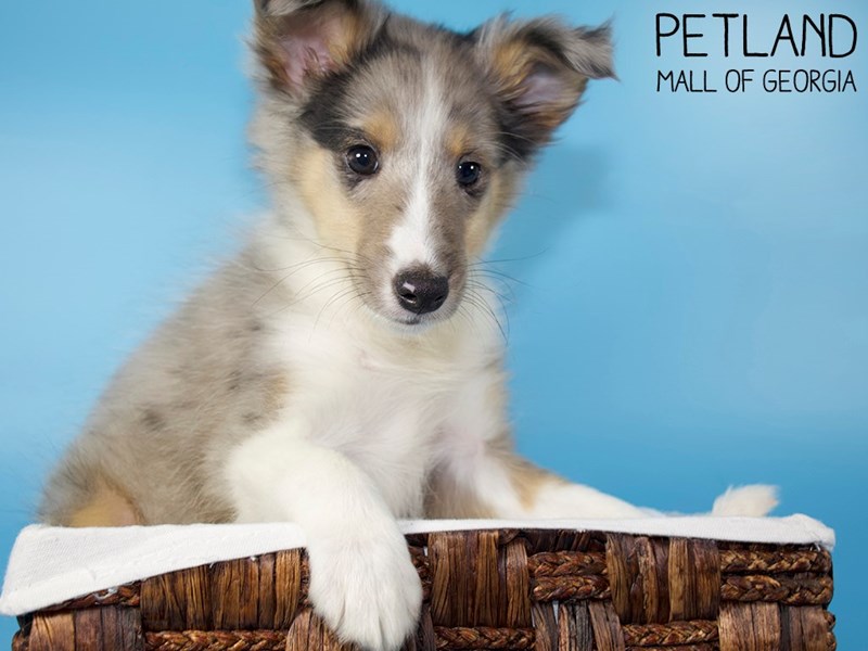 Shetland Sheepdog Puppy Blue Merle ID:5895 Located at Petland Mall of ...