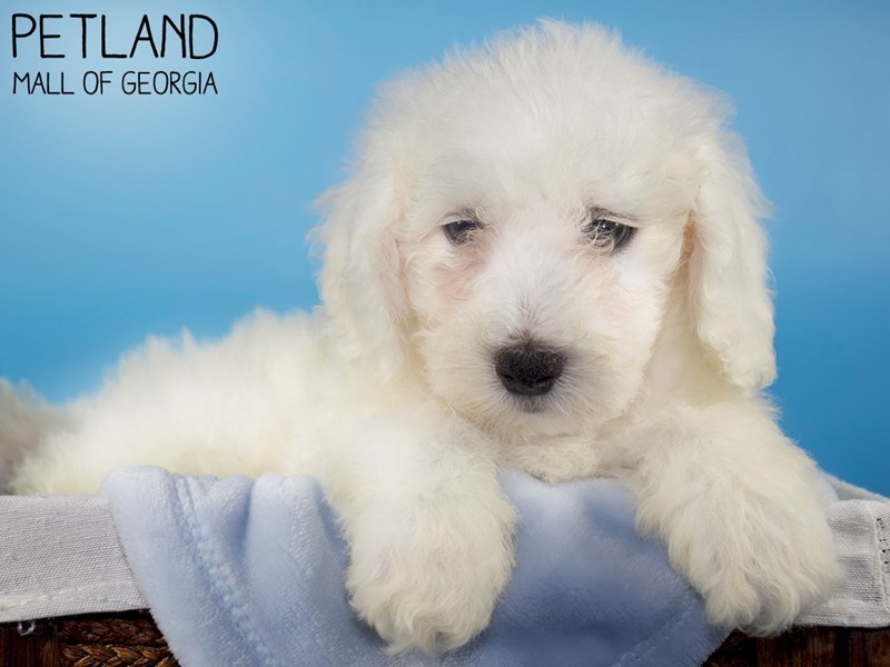 Bichon Frise Puppy WHITE ID:6001 Located at Petland Mall of Georgia
