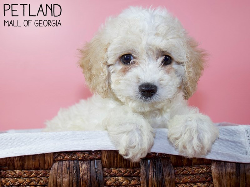 Cockapoo Puppy CREAM ID:6028 Located at Petland Mall of Georgia
