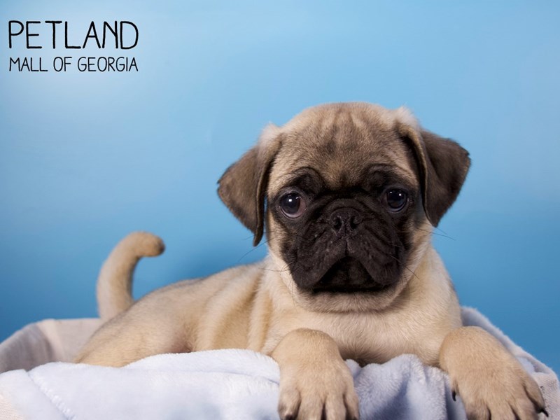 Pug Puppy FAWN ID:6077 Located at Petland Mall of Georgia