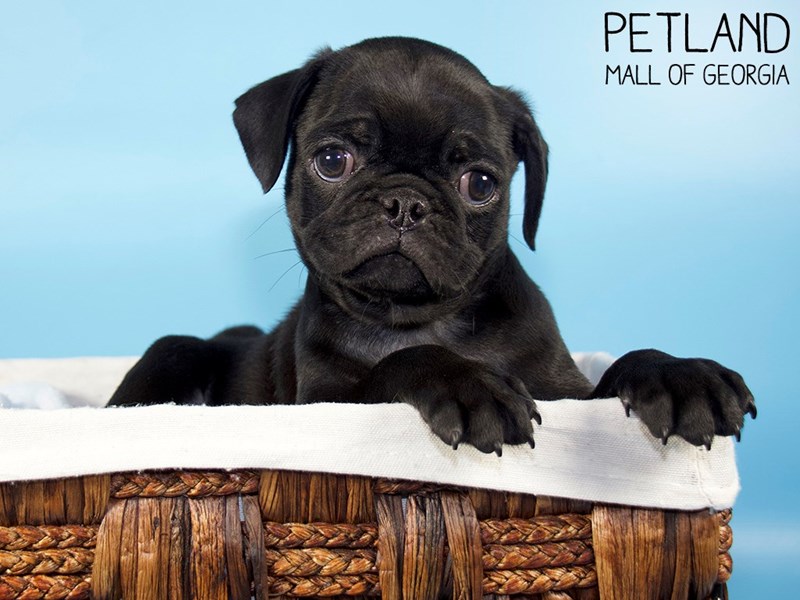 Pug Puppy FAWN ID:6281 Located at Petland Mall of Georgia