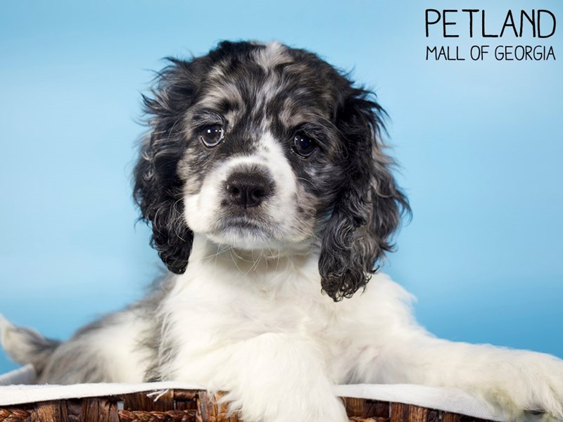 Cocker Spaniel Puppy BLUE MERLE ID:6336 Located at Petland Mall of Georgia