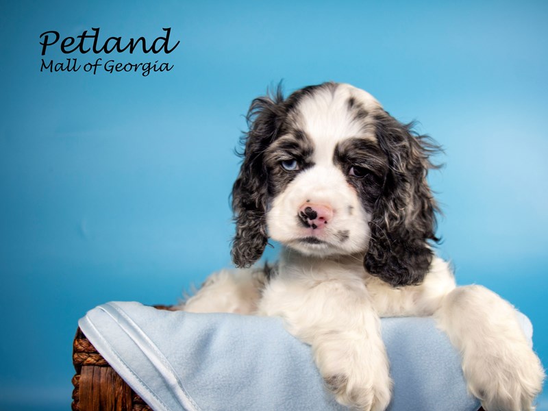 Cocker Spaniel Puppy BLUE MERLE ID:6581 Located at Petland Mall of Georgia