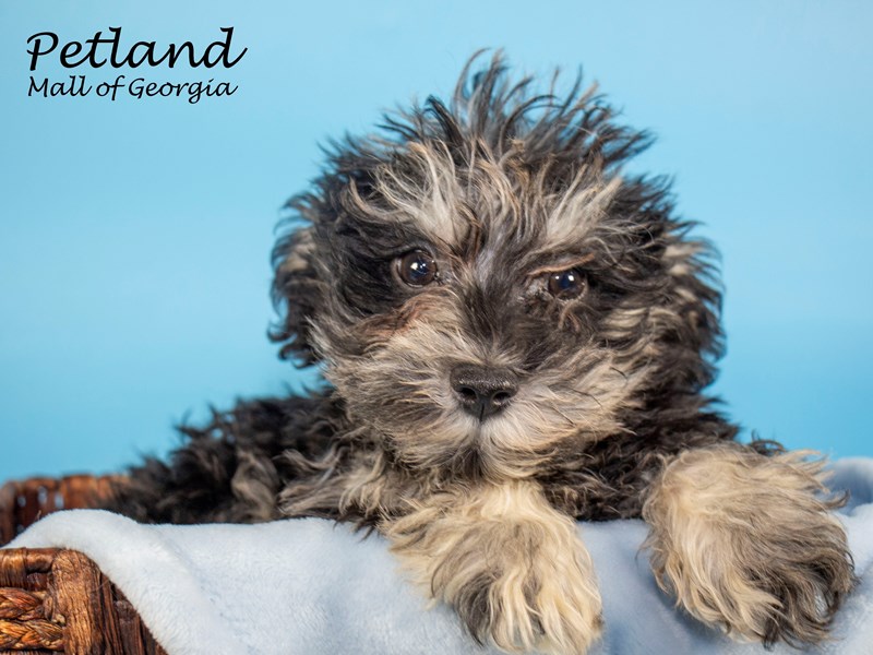 Schnoodle Puppy BLUE MERLE ID:6683 Located at Petland Mall of Georgia