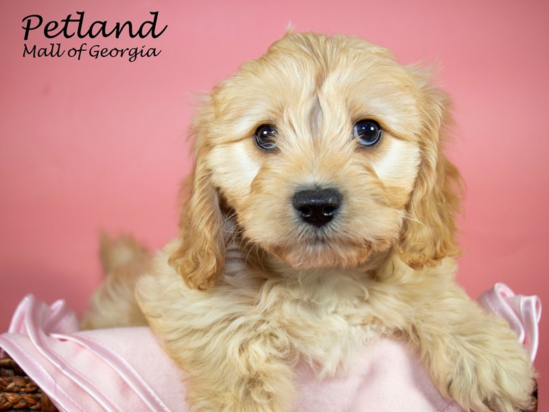 Cavachon Puppy RED ID:6686 Located at Petland Mall of Georgia