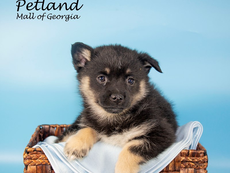 Pomsky Puppy Silver & White ID:6763 Located at Petland Mall of Georgia