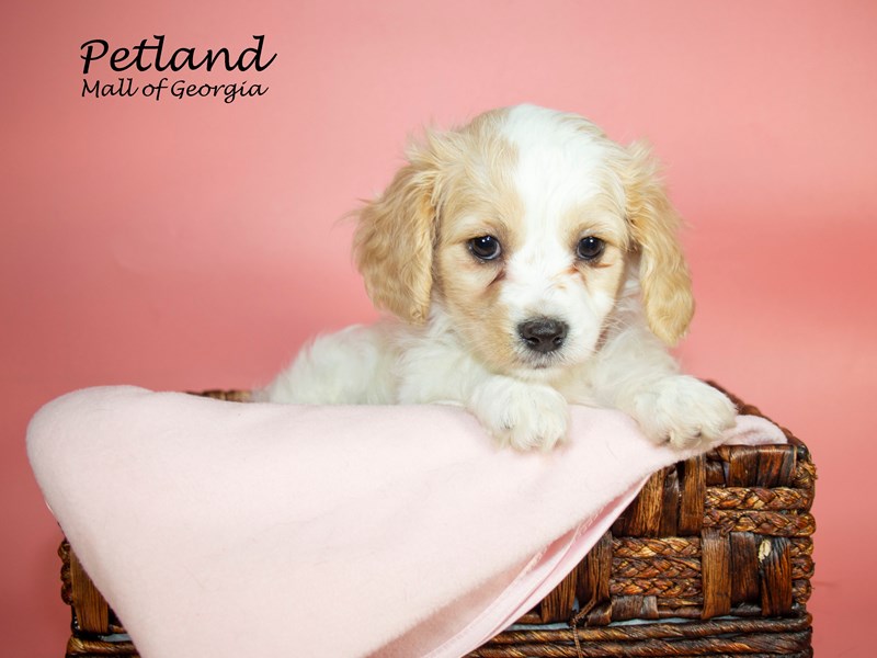 Cavachon Puppy RED WHITE ID:6878 Located at Petland Mall of Georgia