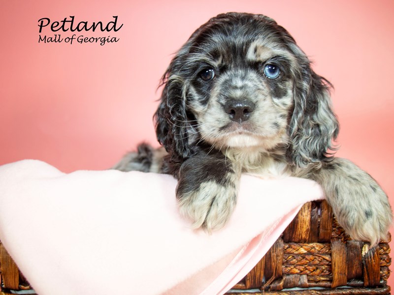 Cocker Spaniel Puppy BLUE MERLE ID:6890 Located at Petland Mall of Georgia