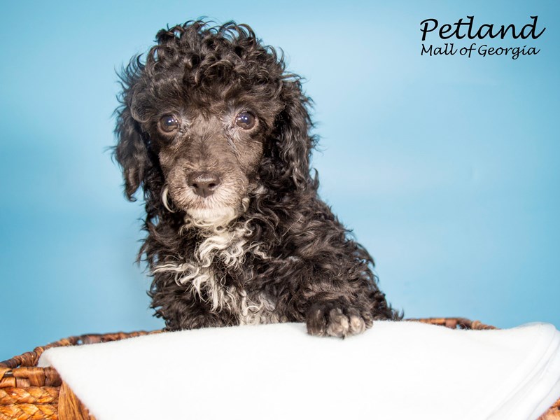 Miniature Poodle Puppy BRINDLE WH ID:7061 Located at Petland Mall of ...