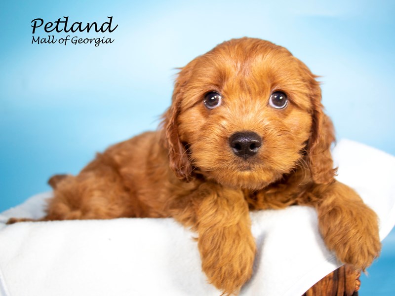 Cavapoo Puppy RED ID:7132 Located at Petland Mall of Georgia