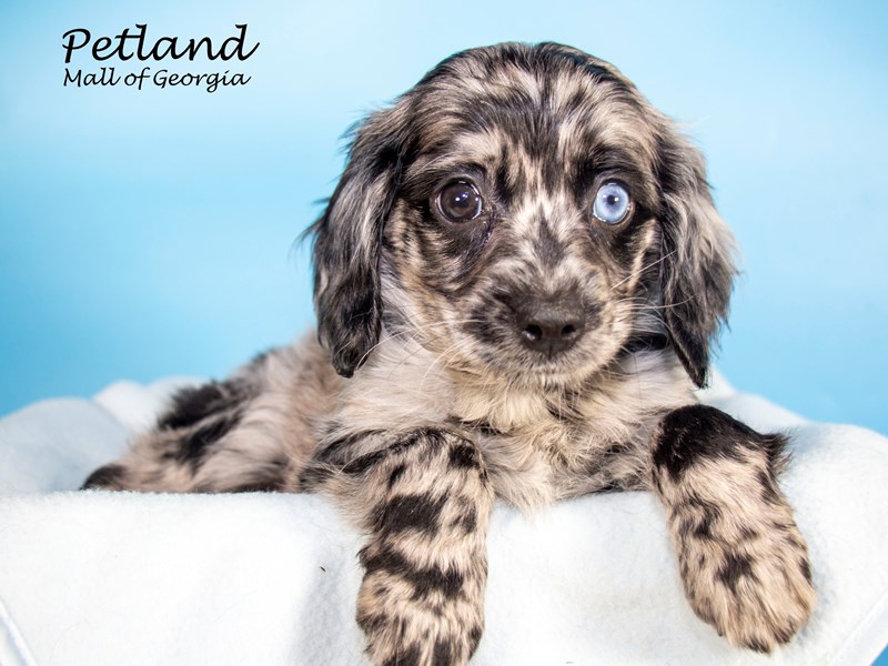 Cockapoo Puppy BLUE MERLE ID:7136 Located at Petland Mall of Georgia