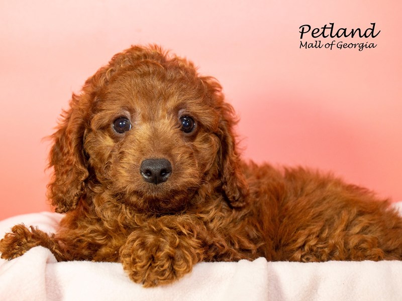 Cavapoo Puppy Red ID:7331 Located at Petland Mall of Georgia