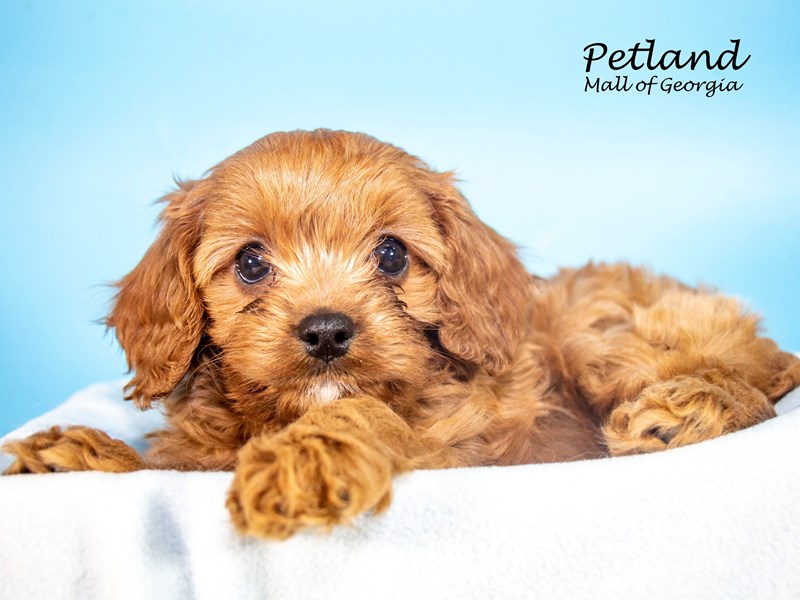 Cavapoo Puppy Red ID:7343 Located at Petland Mall of Georgia