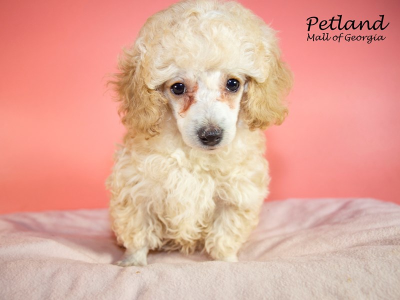 Miniature Poodle Puppy Apricot ID:7437 Located at Petland Mall of Georgia