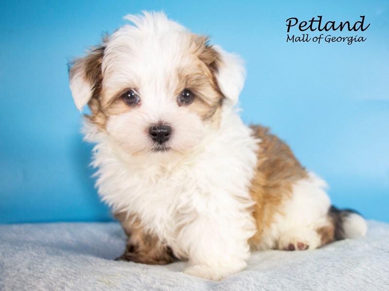 Havanese Puppy Silver Brindle ID:7463 Located at Petland Mall of Georgia